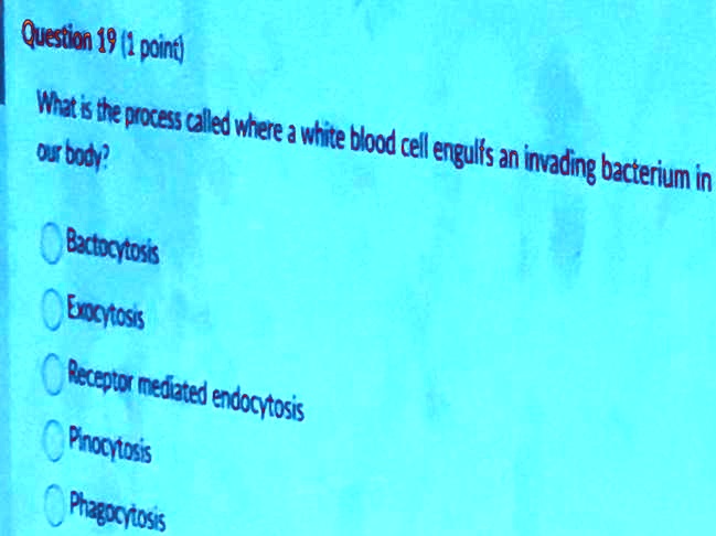Question 19 (1 point) What is the process called where a white blood ...