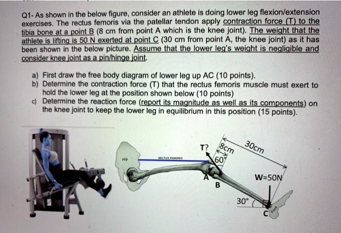 SOLVED: As shown in the figure below, consider an athlete doing lower ...