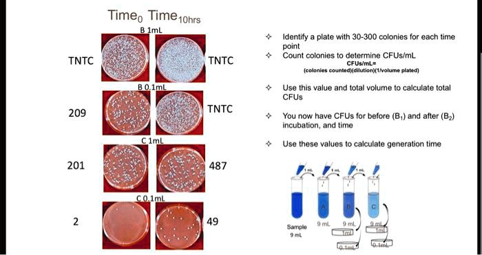 timeo time1ohrs jml identify plate with 30 300 colonies for each lime ...