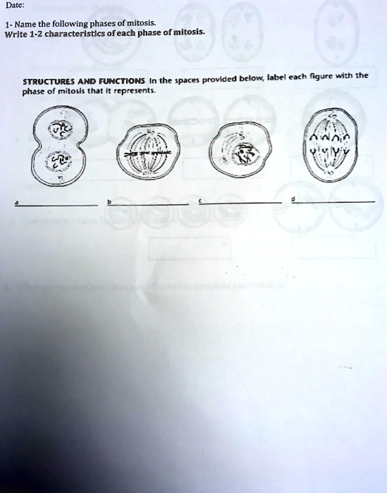 date name the following phases of mitosis write 12 characteristics ...