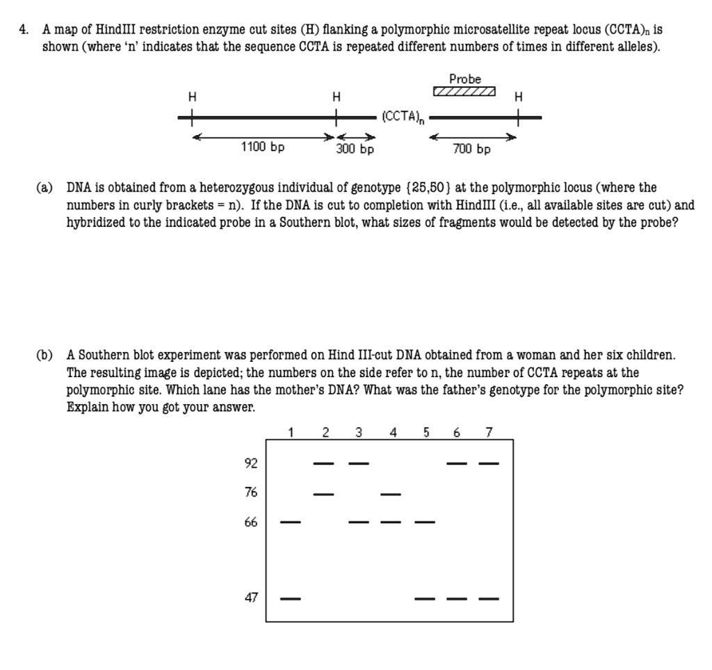 SOLVED: A map of HindIII restriction enzyme cut sites (H) flanking a ...