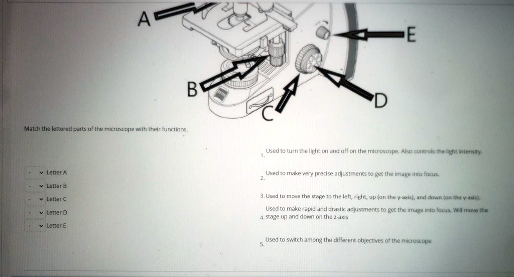 SOLVED: Match the lettered parts of the microscope with their functions. Letter E Turn the light ...