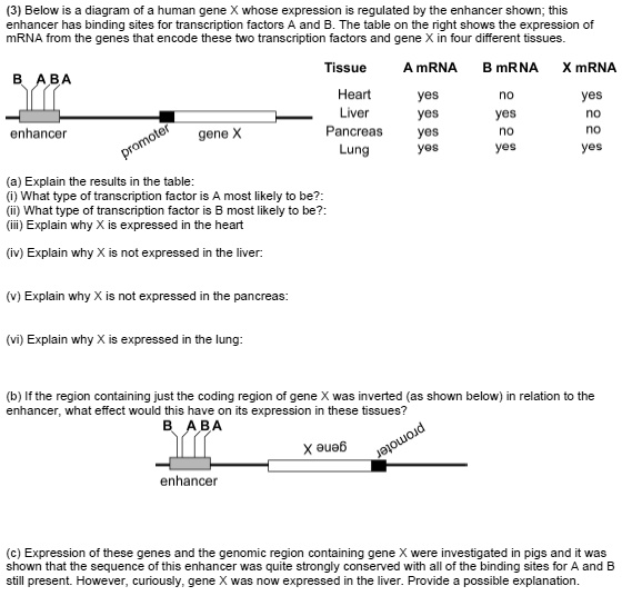 SOLVED: Below E diagram of human gena whose expression regulated by the ...
