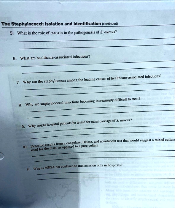 the staphylococci isolation and identification continued what is the ...