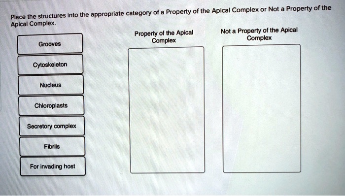 of a property of the apical complex or not property of the place the ...