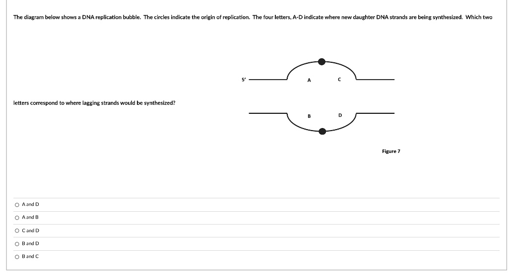 The Diagram Below Shows Dna Replication Bubble The Circles Indicate