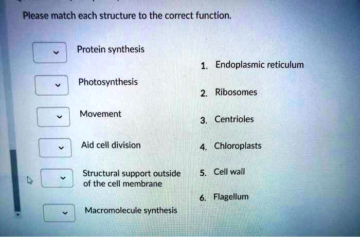 SOLVED: Please match each structure to the correct function: Protein synthesis Endoplasmic ...