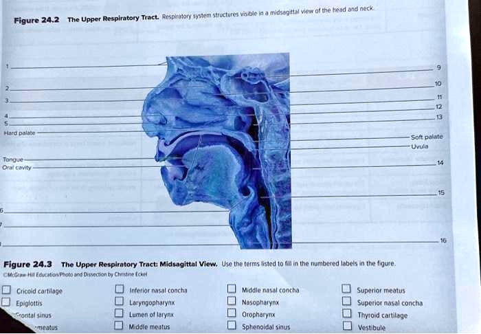 Figure 24.2 The Upper Respiratory Tract. Respiratory system structures ...