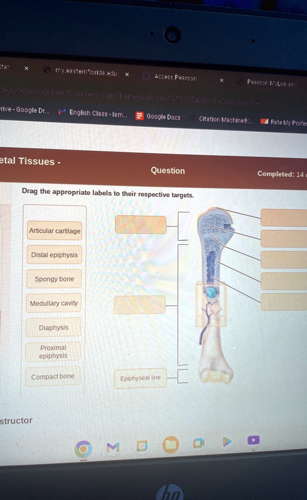 skeletal tissues question completed 14 of drag the appropriate labels ...