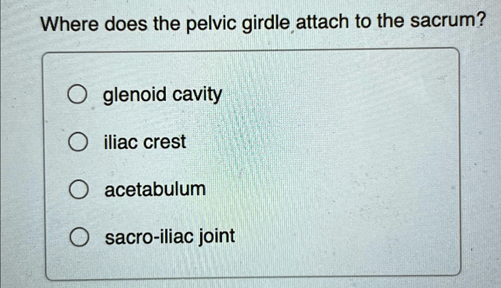 Where does the pelvic girdle attach to the sacrum? glenoid cavity iliac ...