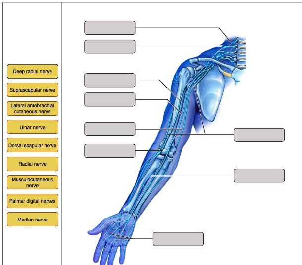 Deep radial nerve Suprascapular nerve Lateral antebrachial cutaneous ...
