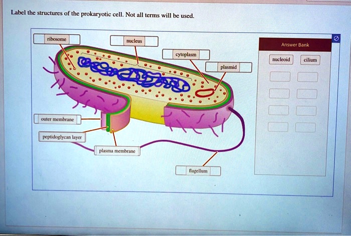 label the structures of the prokaryotic cell not all terms will be used nanoin nucicue ansier ...