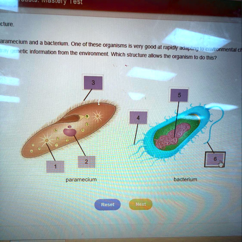 cture. Paramecium and a bacterium. One of these organisms is very good ...