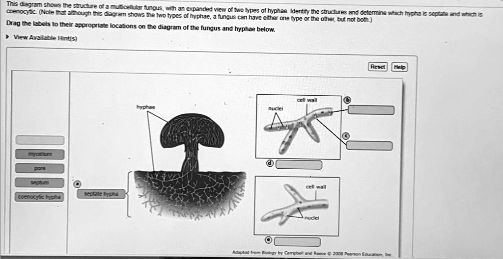 This diagram shows the structure of a multicellular fungus, with an ...