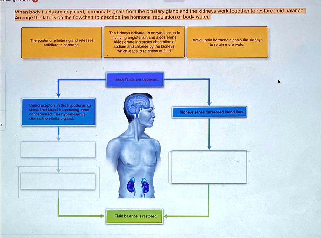 When body fluids are depleted, hormonal signals from the pituitary ...