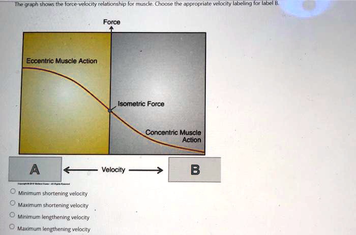 Solved The Graph Shows The Force Velocity Relationship For Muscle