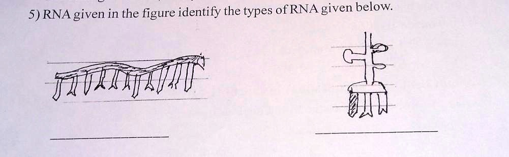 SOLVED: 5) RNA given in the figure, identify the types of RNA given below: