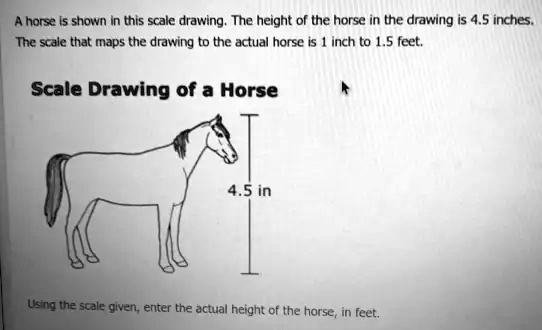 A horse is shown in this scale drawing. The height of the horse in the ...