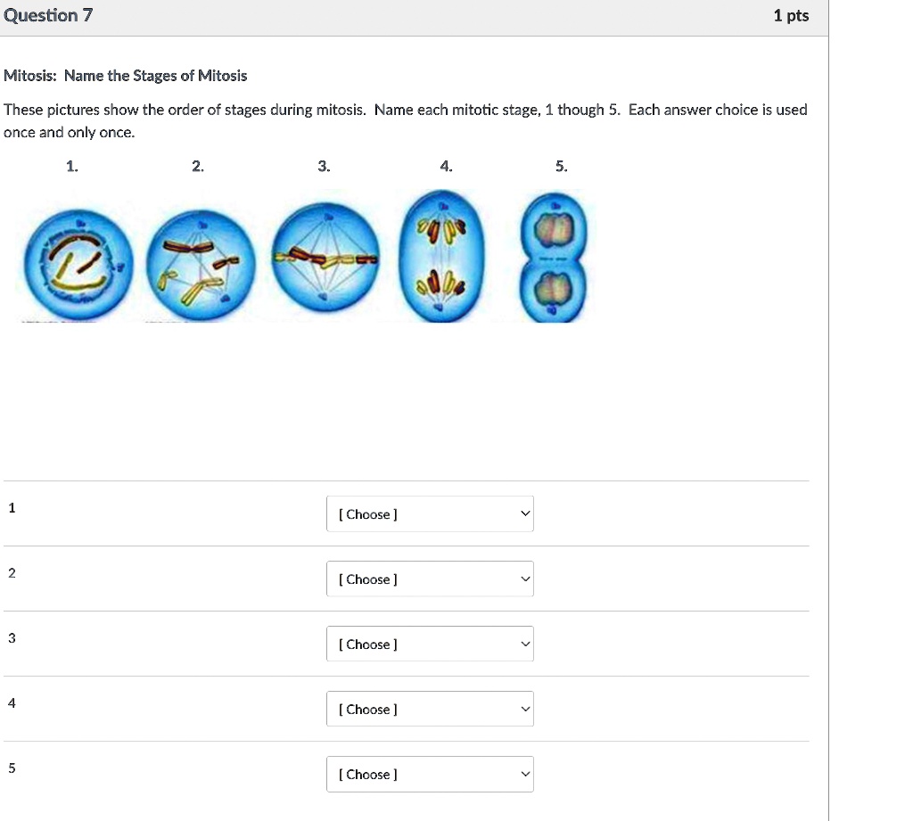 SOLVED: Question 7 1 pts Mitosis: Name the Stages of Mitosis These ...