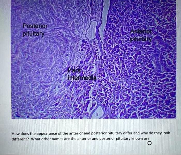 posterior pituitary pars initethe ta how does the appearance of the ...