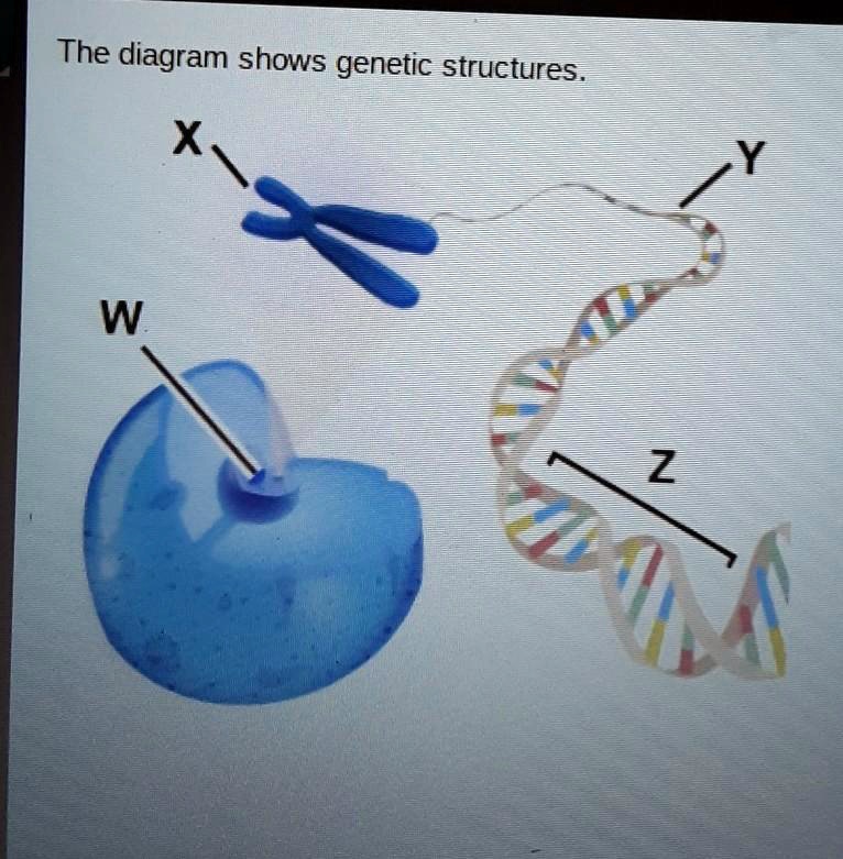 The diagram shows genetic structures.