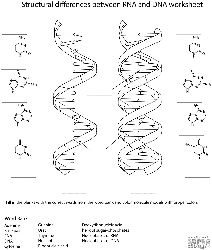 structural differences between rna and dna worksheet nhz nhz fill in ...