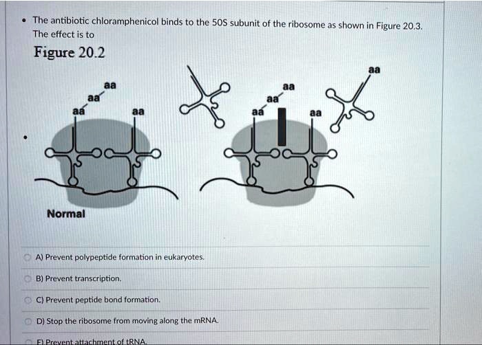 The antibiotic chloramphenicol binds to the 50S subunit of the ribosome ...
