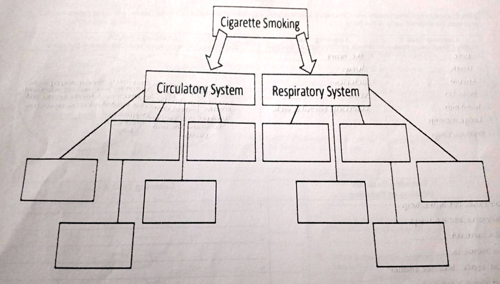 'Cigarette Smoking Circulatory System Respiratory System Cigarette ...