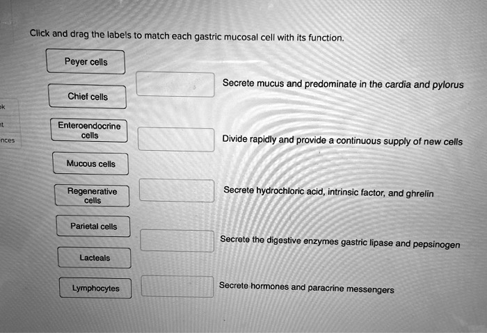 Click and drag the labels to match each gastric mucosal cell with its function. Peyer cells ...