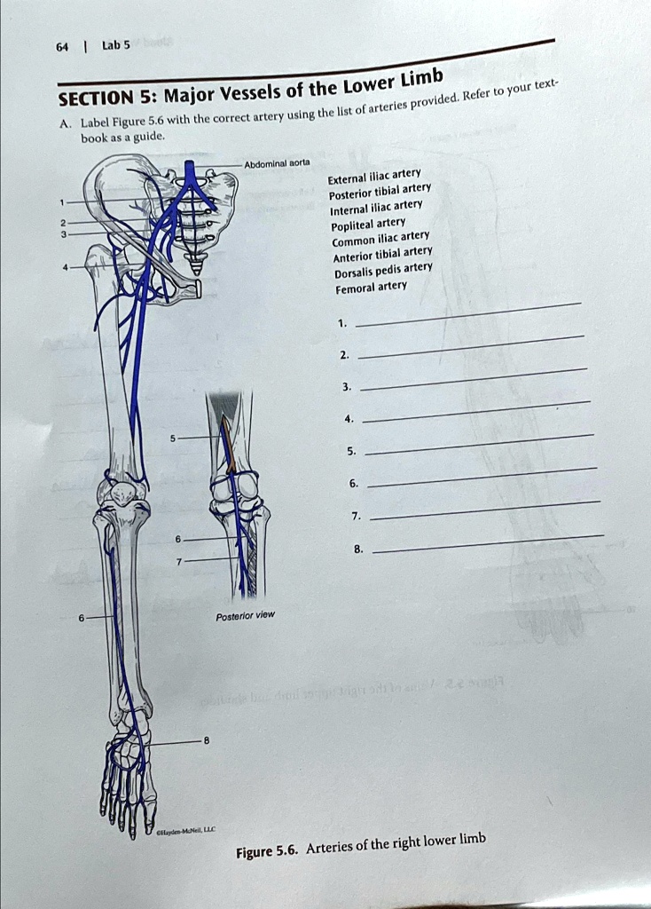 SOLVED: 64 | Lab 5 SECTION 5: Major Vessels of the Lower Limb A. Label Figure 5.6 with the ...