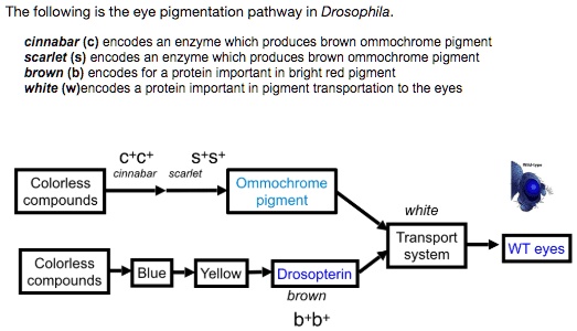 The following is the eye pigmentation pathway in Drosophila. cinnabar ...