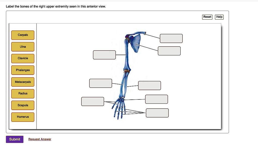 SOLVED: Anatomy Help, Please Label the bones of the right upper extremity seen in this anterior ...