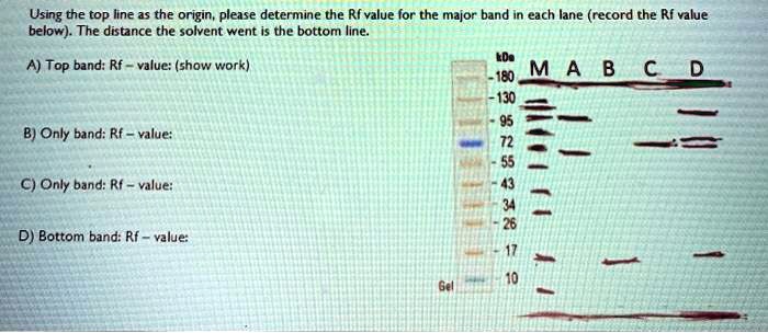 SOLVED: Using the tOp line as the origin; please determine the Rf value for the major band each ...
