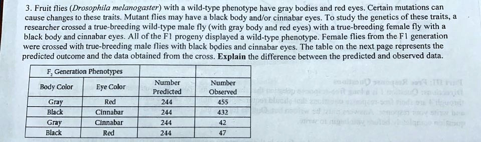 3. Fruit flies (Drosophila melanogaster) with a wild-type...