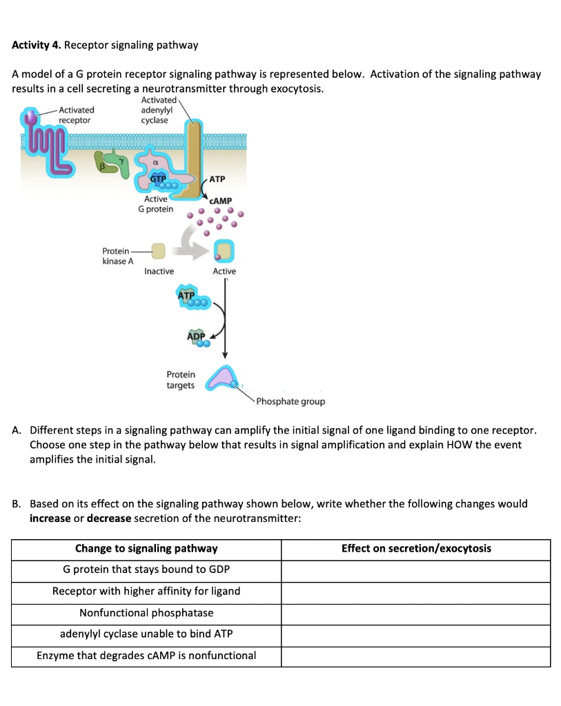 activity 4 receptor signaling pathway a model ofa g protein receptor ...