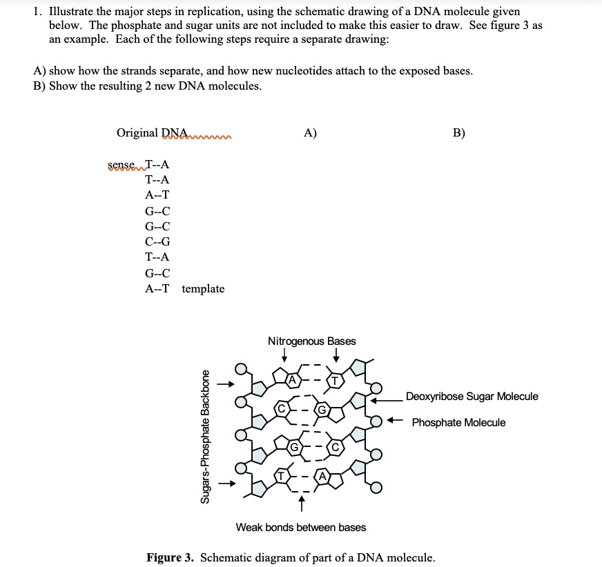 SOLVED: Illustrate the major steps in replication, using the schematic ...
