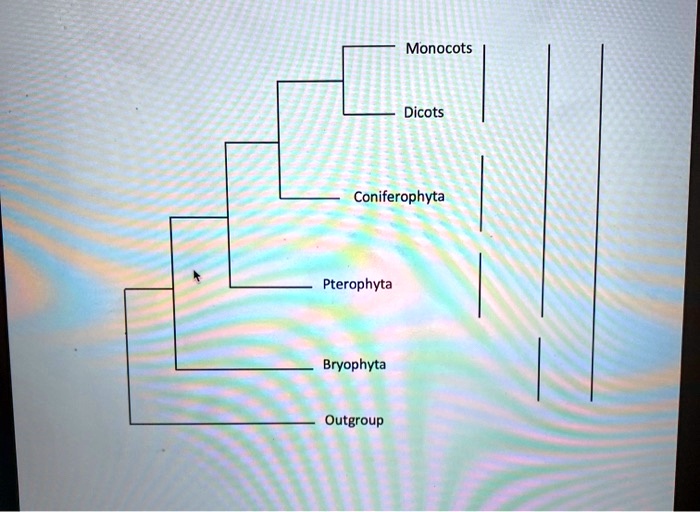 SOLVED: Monocots Dicots Coniferophyta Pterophyta Bryophyta Outgroup