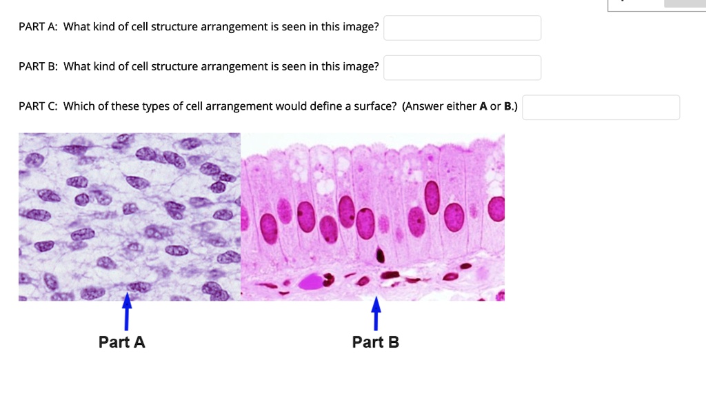 SOLVED:PART A: What kind of cell structure arrangement is seen in this ...