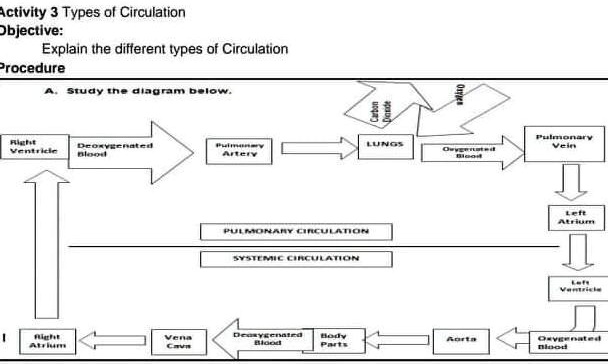 SOLVED: Based on the diagram above, explain what happens during ...