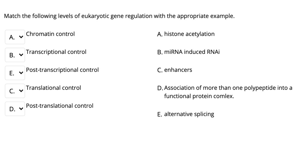 match the following levels of eukaryotic gene regulation with the ...