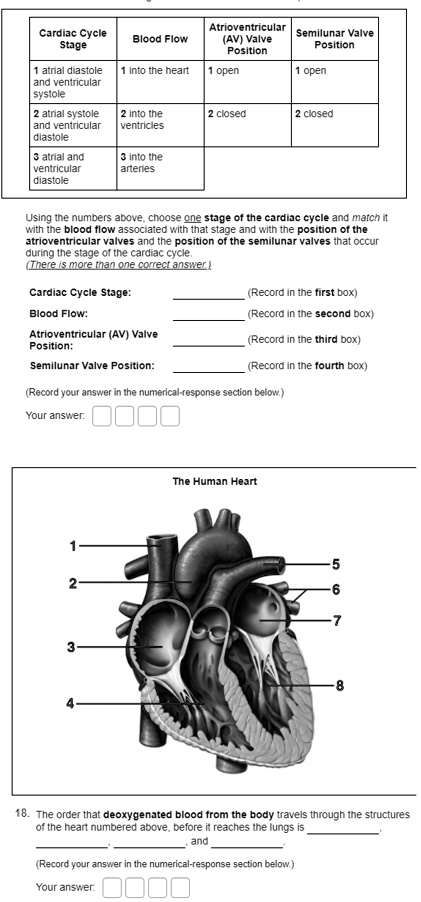 atrioventricular semilunar valve av valve posmtion position cardiac ...