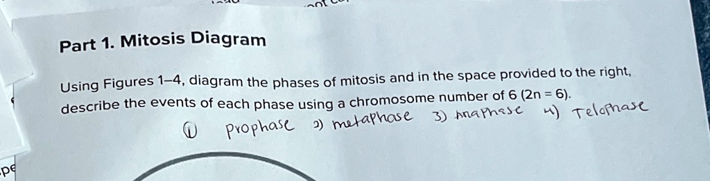 Part 1. Mitosis Diagram Using Figures 1-4, diagram the phases of ...