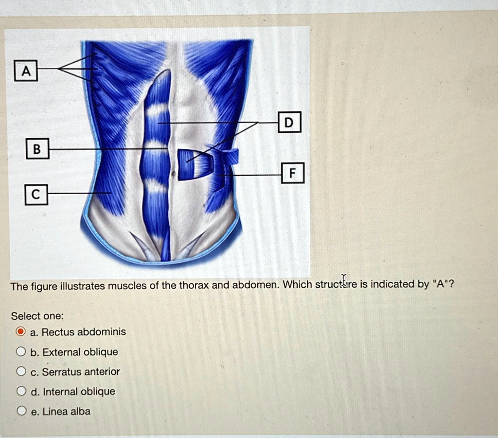 A B C D F The figure illustrates muscles of the thorax and abdomen ...