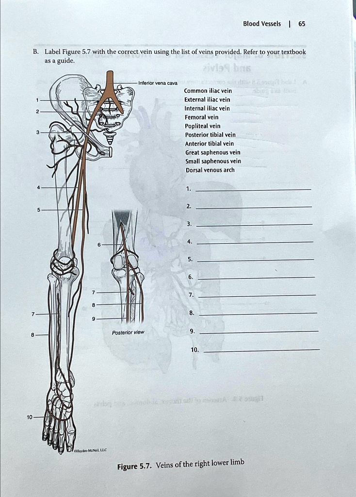 blood vessels 65 b label figure 57 with the correct vein using the list of veins provided refer ...