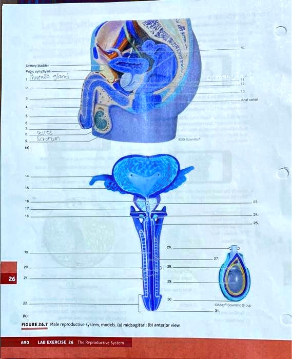 urinary bladder pubic symphysis prostate gland anal canal testes ...
