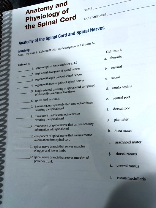 SOLVED: Anatomy and Physiology of the Spinal Cord Anatomy of the Spinal ...