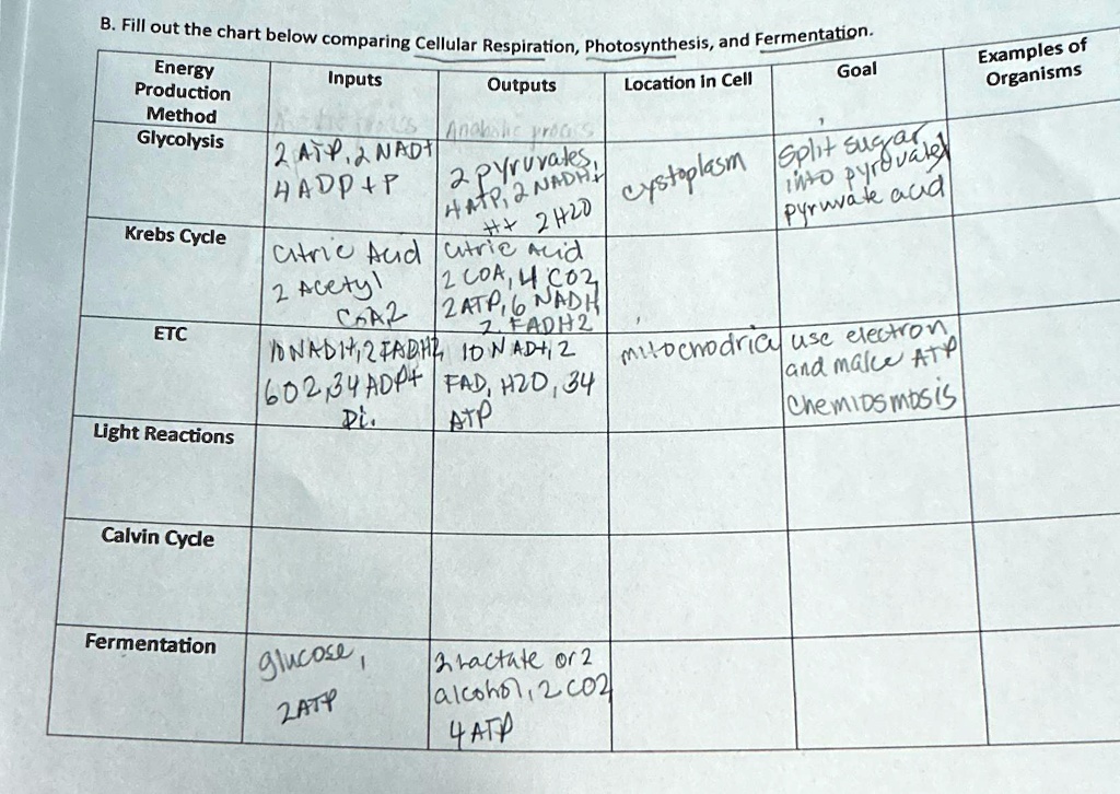 SOLVED: B. Fill out the chart below comparing Cellular Respiration, Photosynthesis, and ...