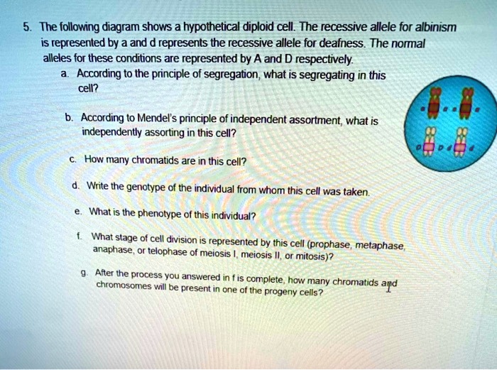 SOLVED: The following diagram shows a hypothetical diploid cell. The ...