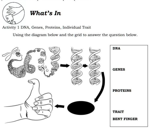 What's In Activity 1 DNA, Genes, Proteins, Individual Trait Using the ...