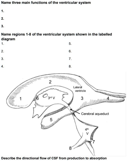 name three main functions of the ventricular system 1 2 3 name regions ...